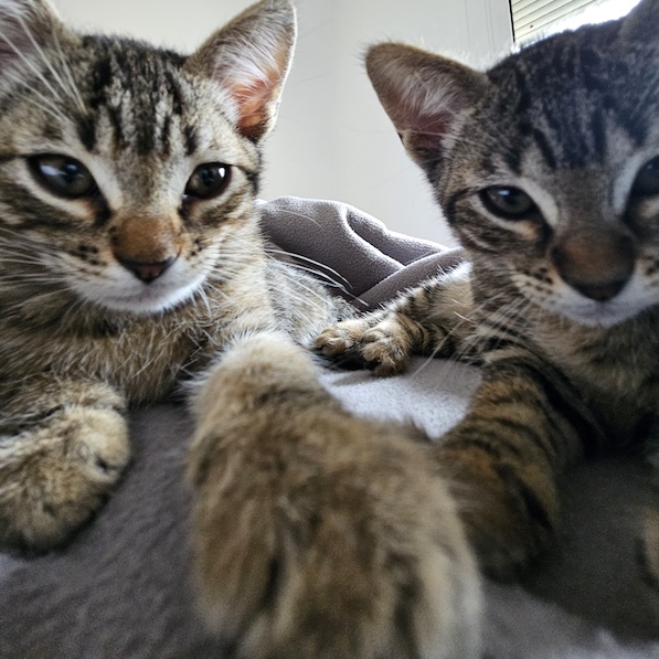 Guia de Cora y Momo